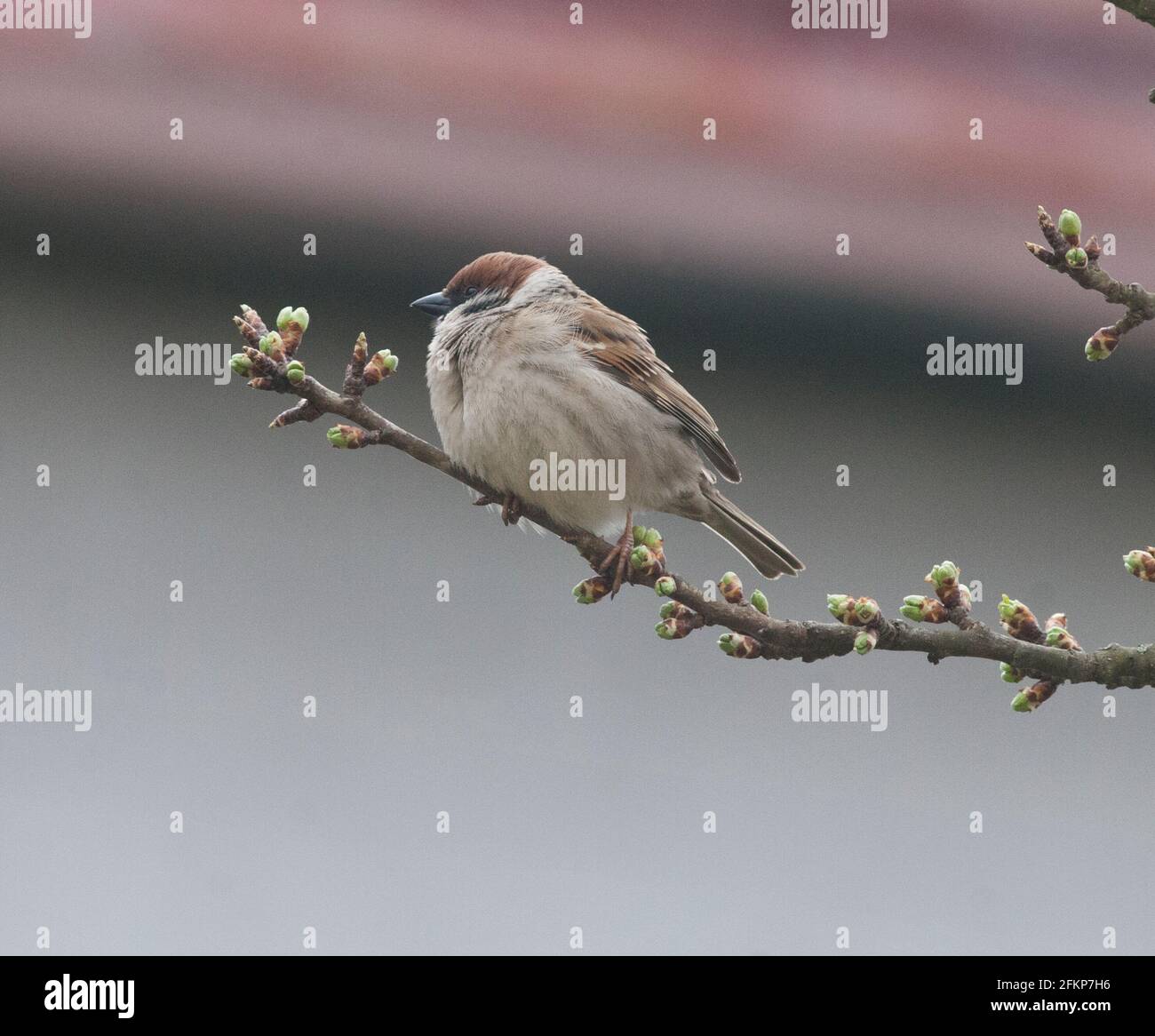 EUROPEAN TREE SPARROW Passer Montanus at the feeder Stock Photo - Alamy