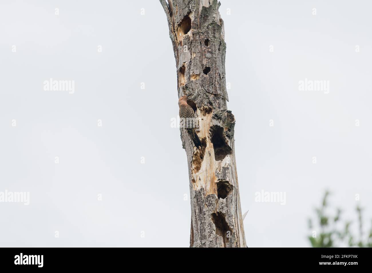 Northern Flicker working on its nest in the cavity of a large tree with ...