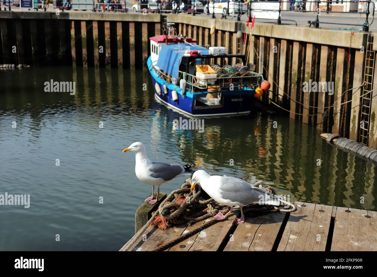 Seagull in Whitby Stock Photo - Alamy