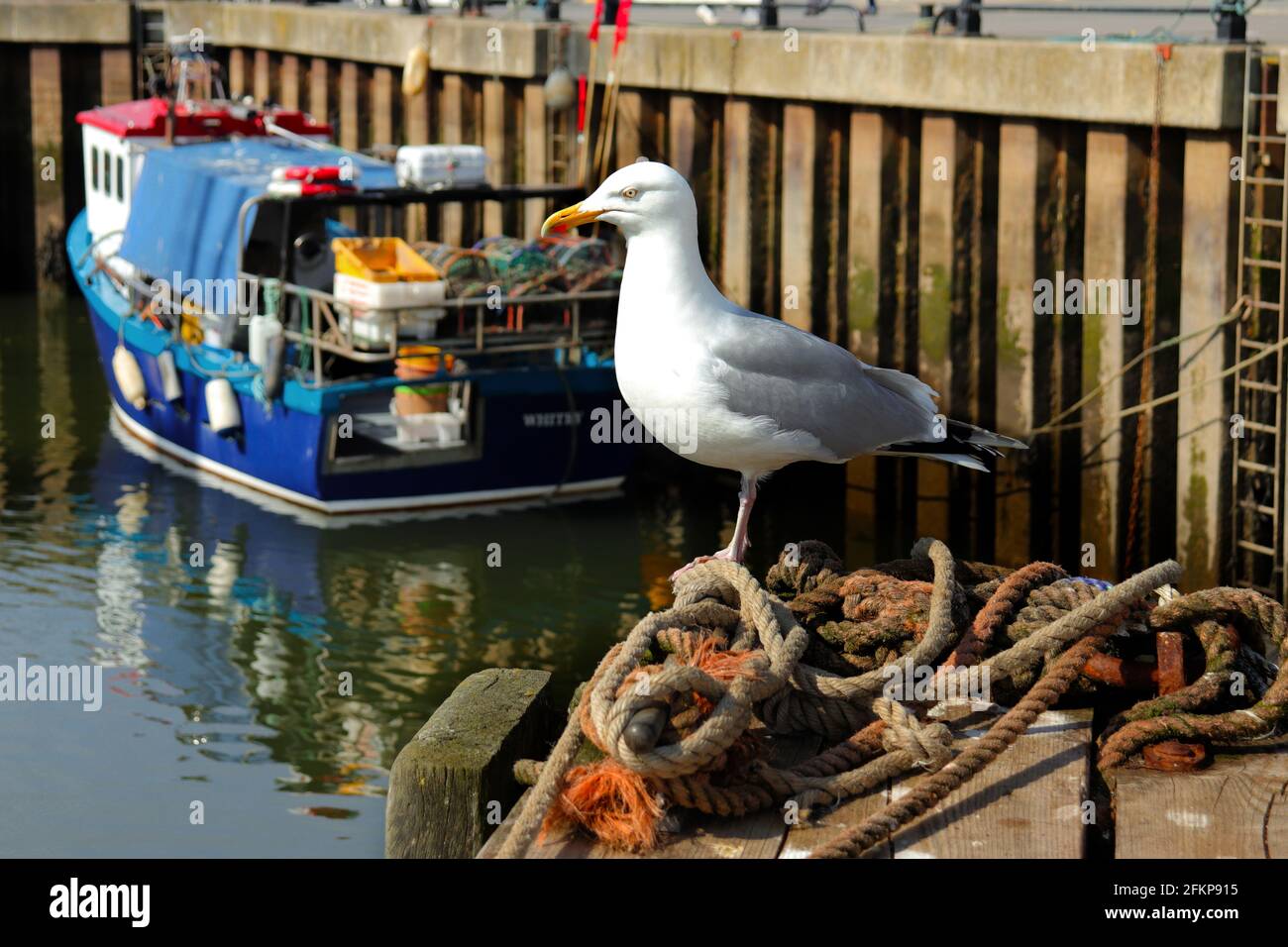 Seagull in Whitby Stock Photo - Alamy