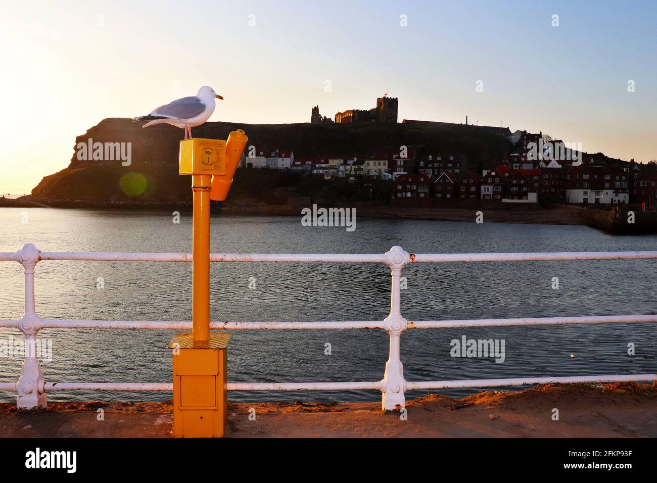 Seagull in Whitby Stock Photo - Alamy