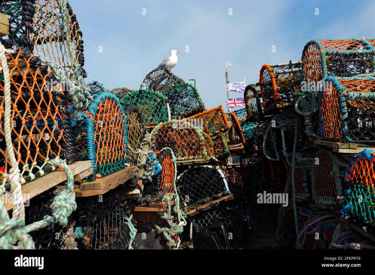 Seagull in Whitby Stock Photo - Alamy