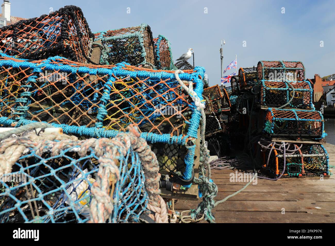 Whitby birds hi-res stock photography and images - Alamy
