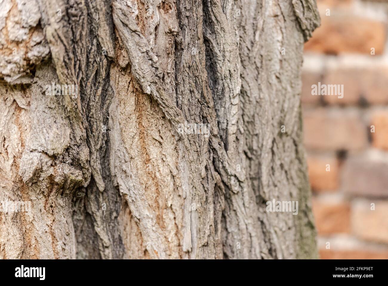 Old tree bark. Very old tree close up against a brick wall Stock Photo ...