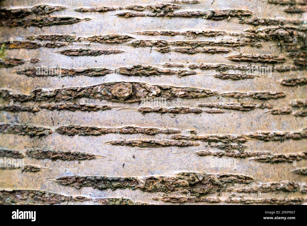 Horizontal wood pattern hi-res stock photography and images - Alamy