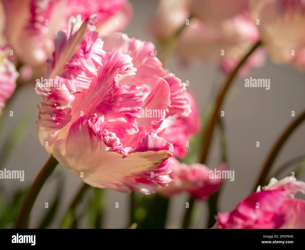 Lovely frilly pink tulip flower, variety Cabanna Stock Photo - Alamy