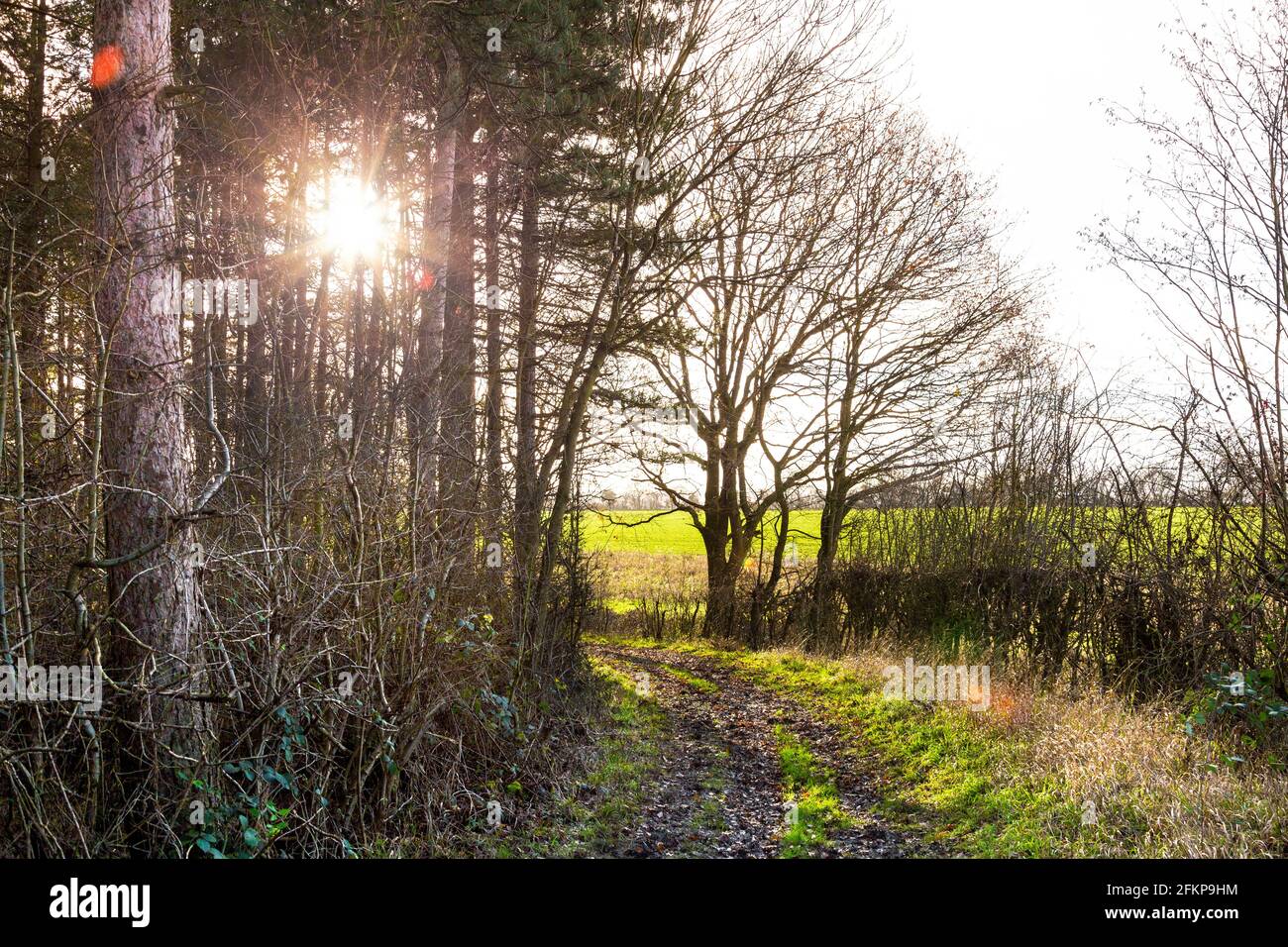 Walks autumn uk forest hi-res stock photography and images - Alamy