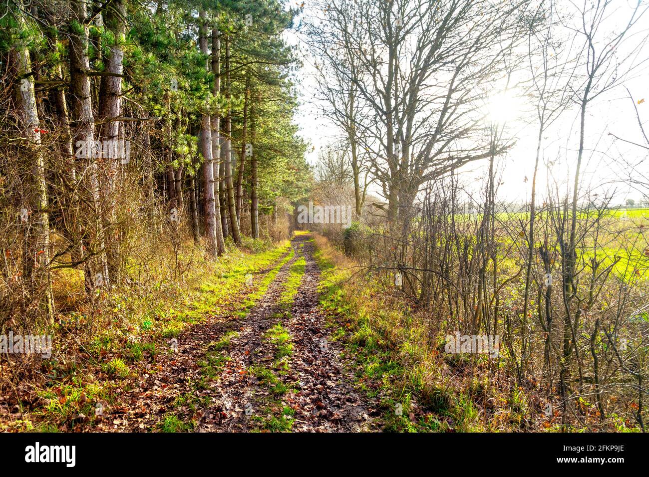 Walks autumn uk forest hi-res stock photography and images - Alamy
