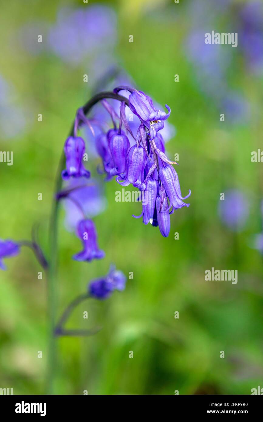Wild bluebells (Hyacinthoides non-scripta) blossoming in Chalet Wood ...