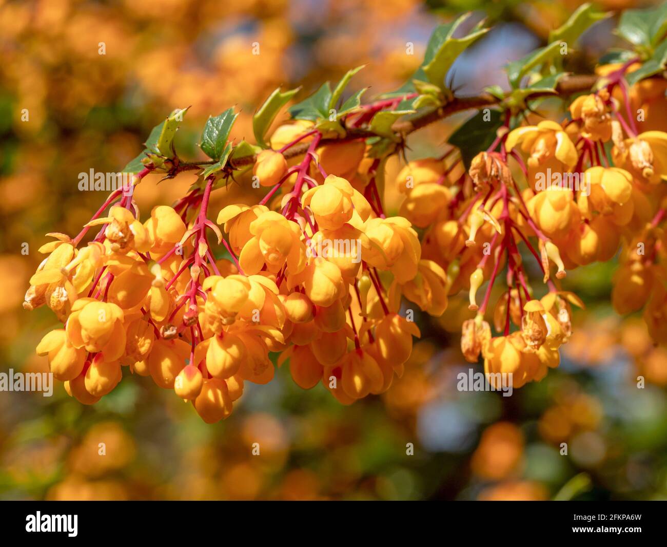 Orange berberis flowers hi-res stock photography and images - Alamy