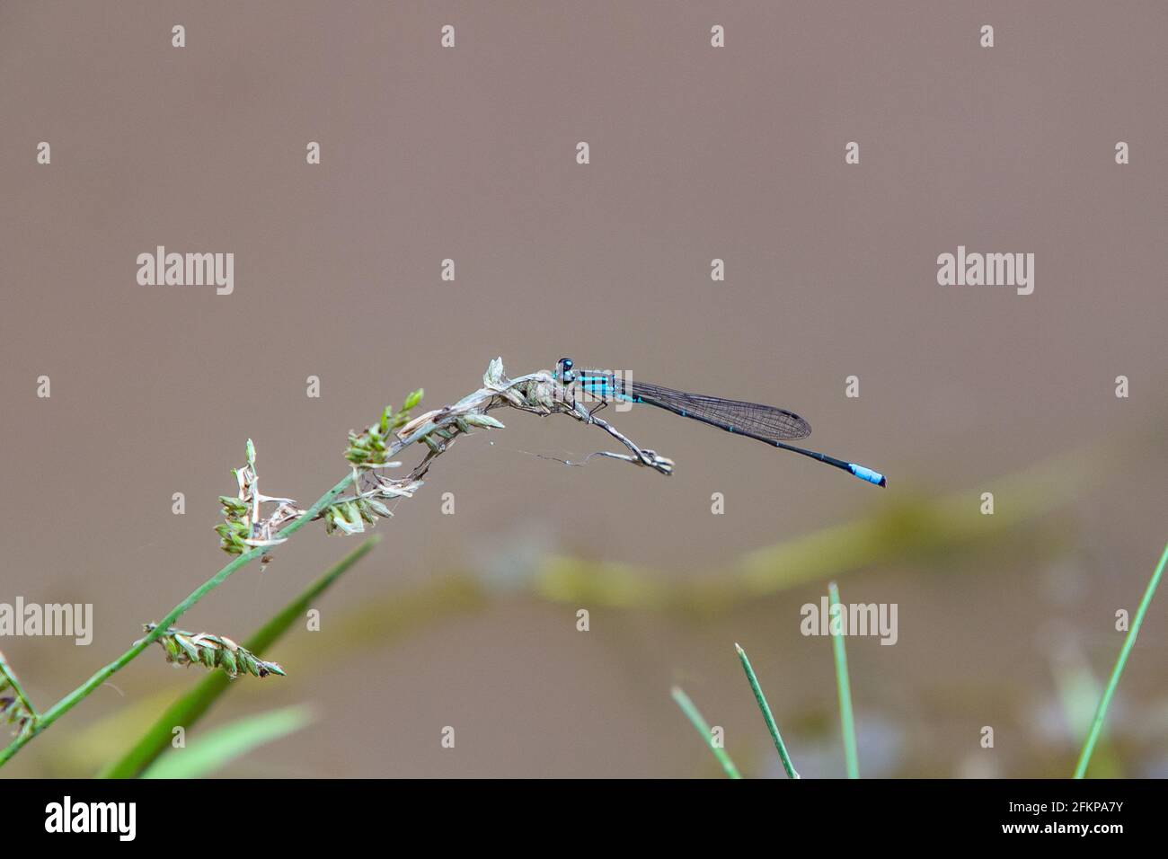 Blue dragonfly (Anisoptera) hangs in a green and brown bush, the brown ...