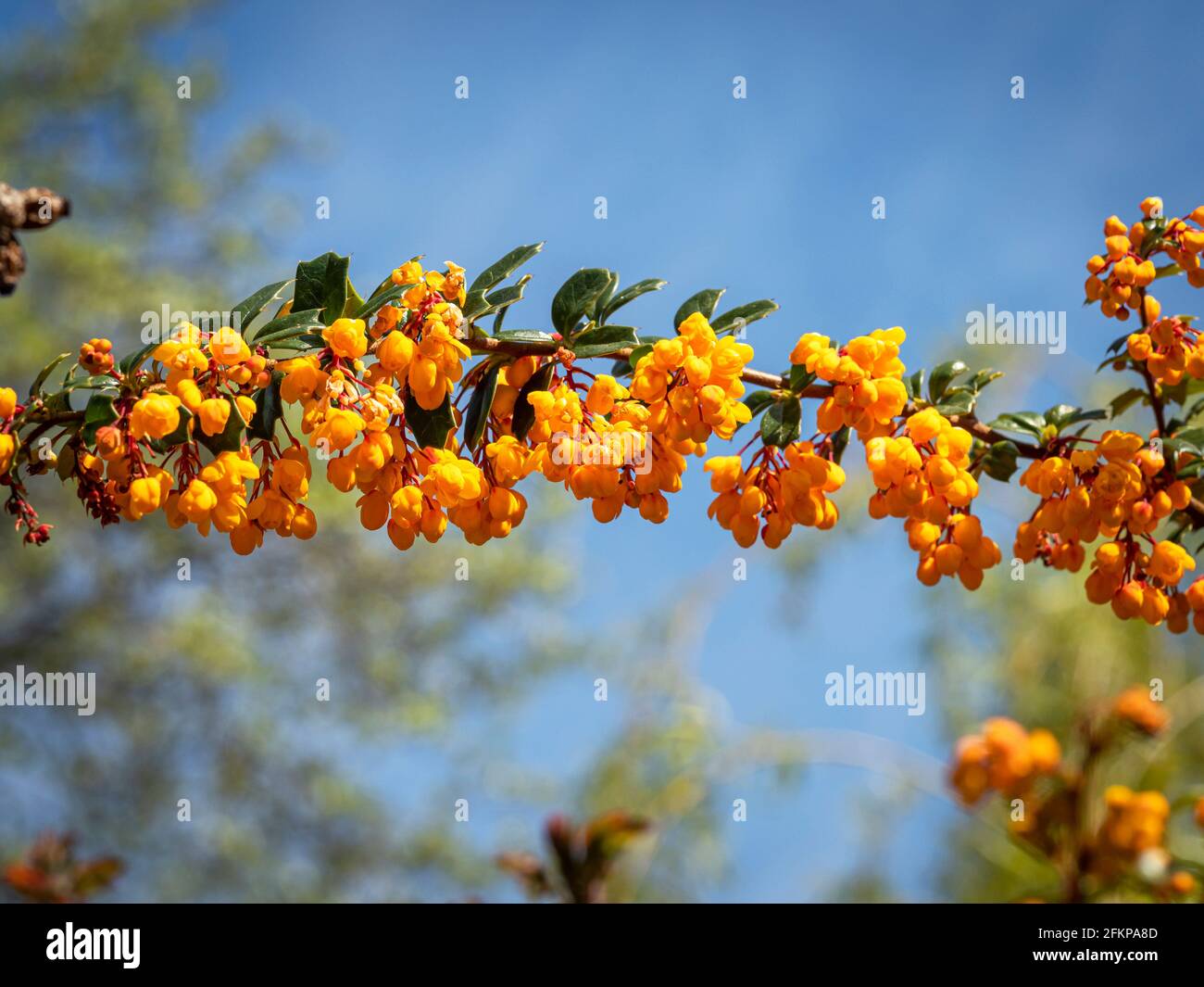 Orange berberis flowers hi-res stock photography and images - Alamy