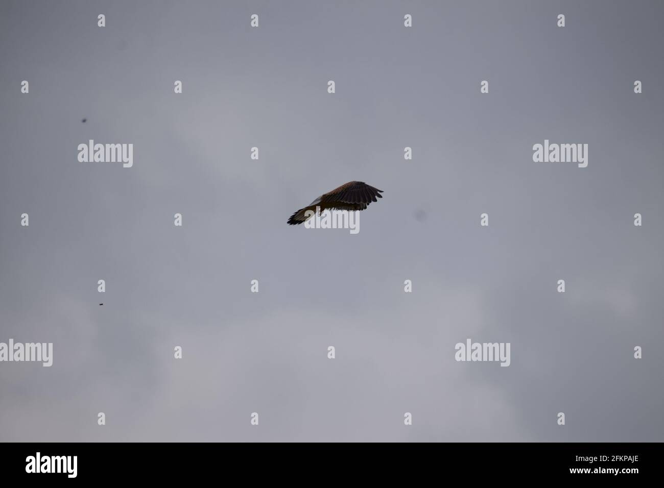 hunting falcon standing still in the air Stock Photo - Alamy