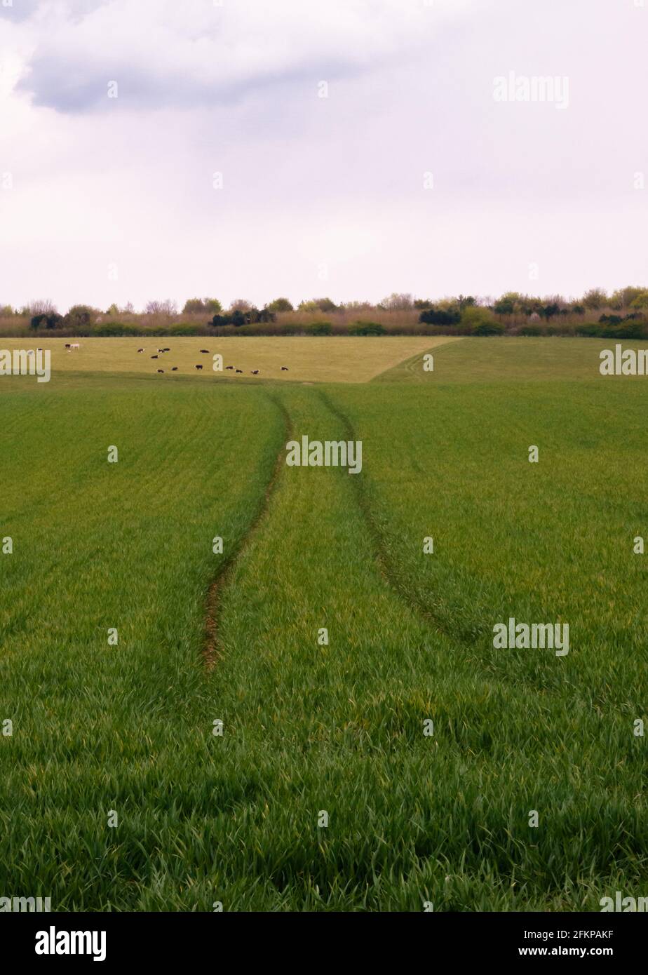 a field with tractor lanes stretches out toward a tree lined distant ...