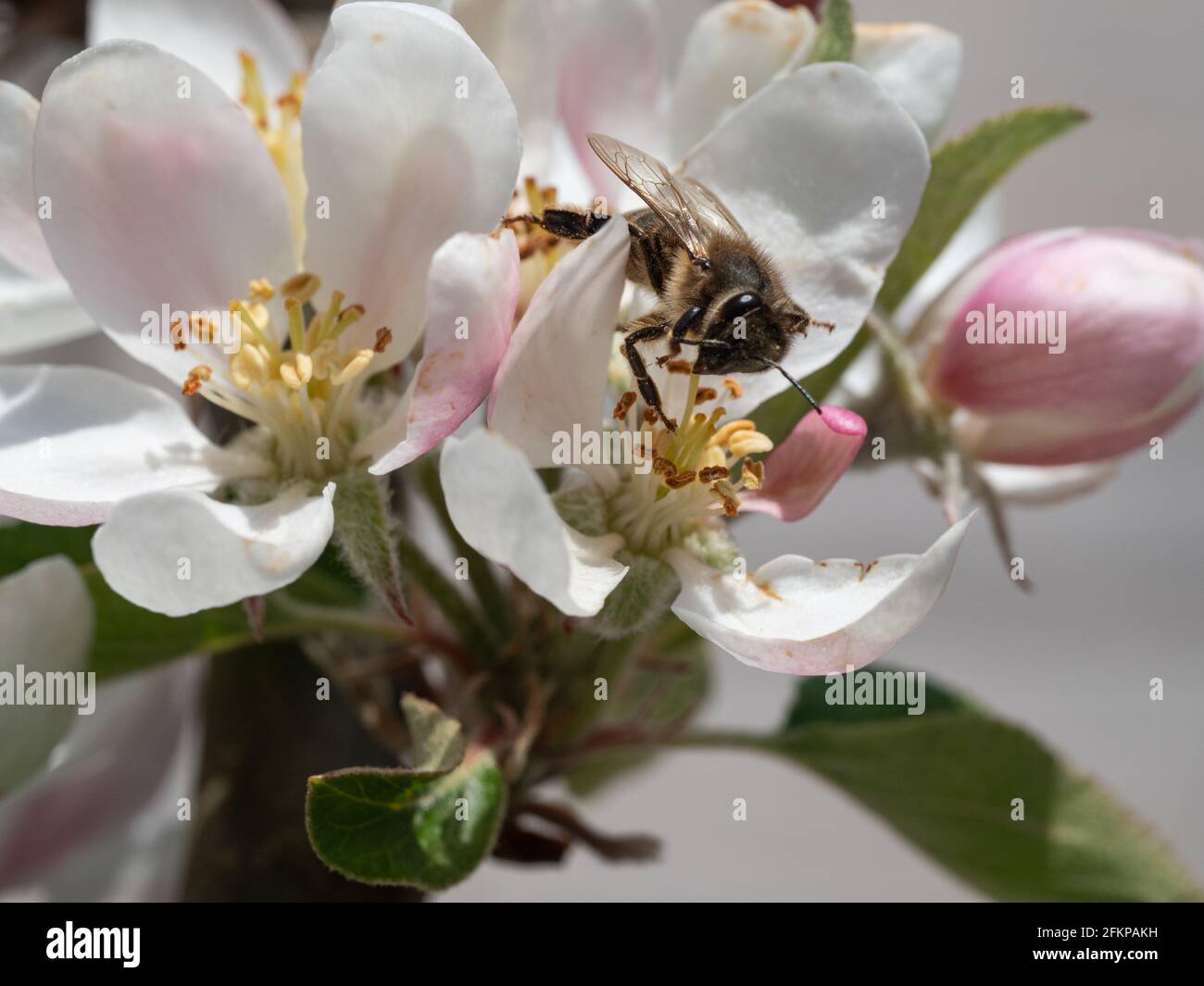 Bee feeding on apple blossom Stock Photo - Alamy