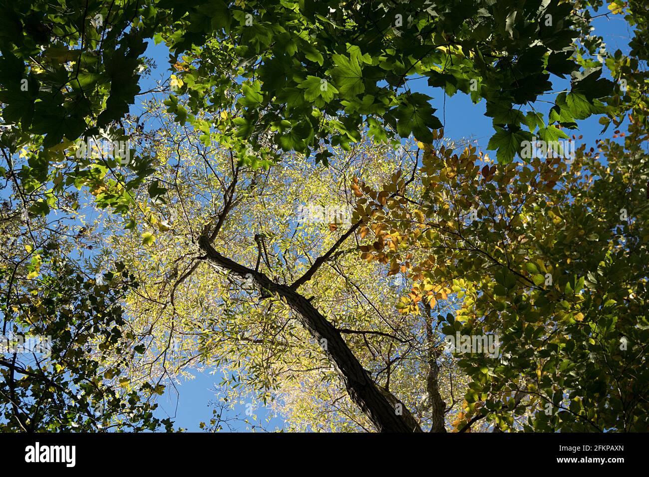 Canopy of trees hi-res stock photography and images - Alamy