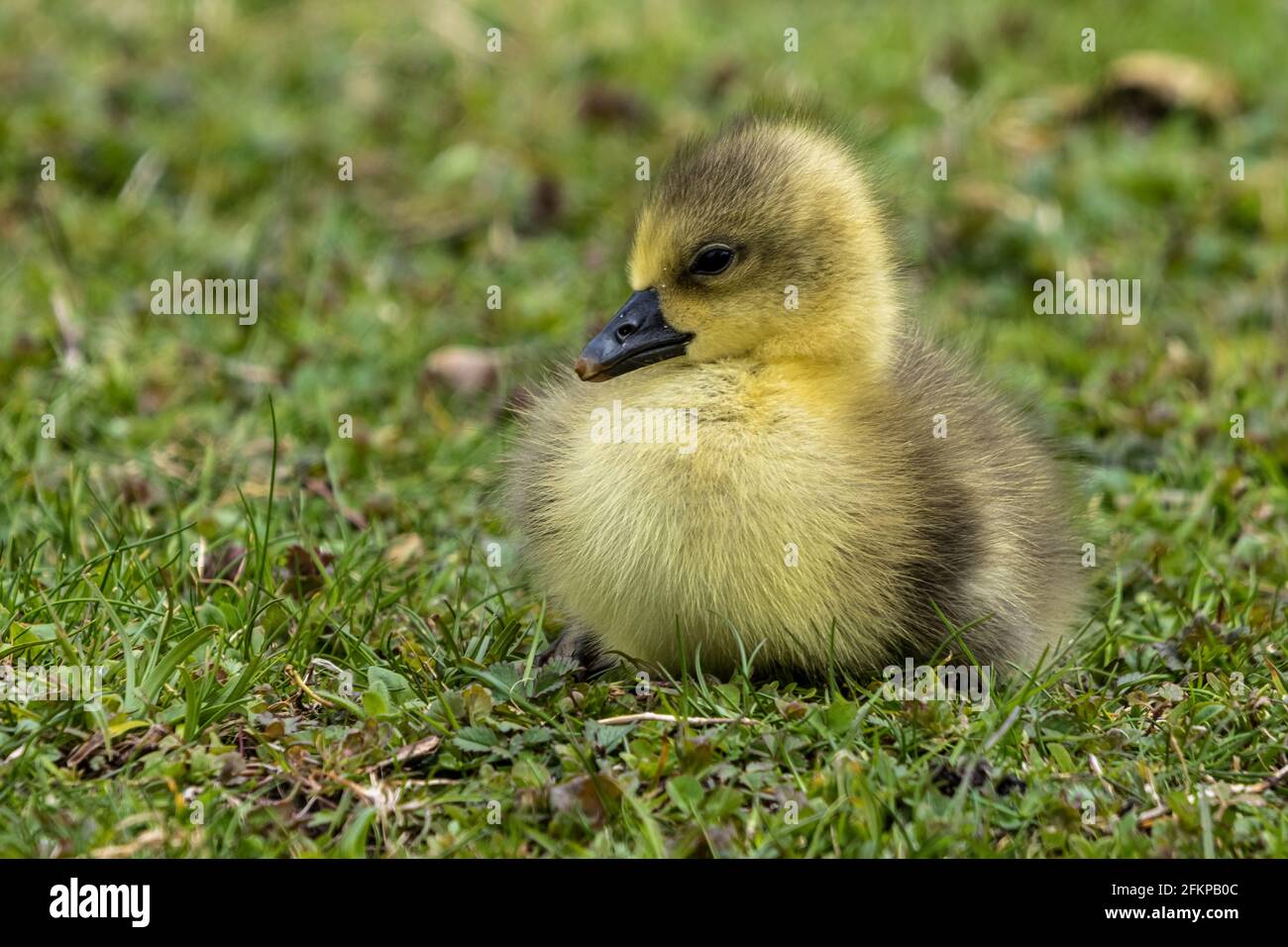 Close up of a beautiful yellow fluffy greylag goose baby gosling in ...