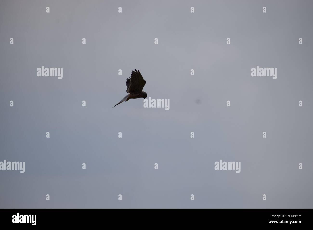 hunting falcon standing still in the air Stock Photo - Alamy