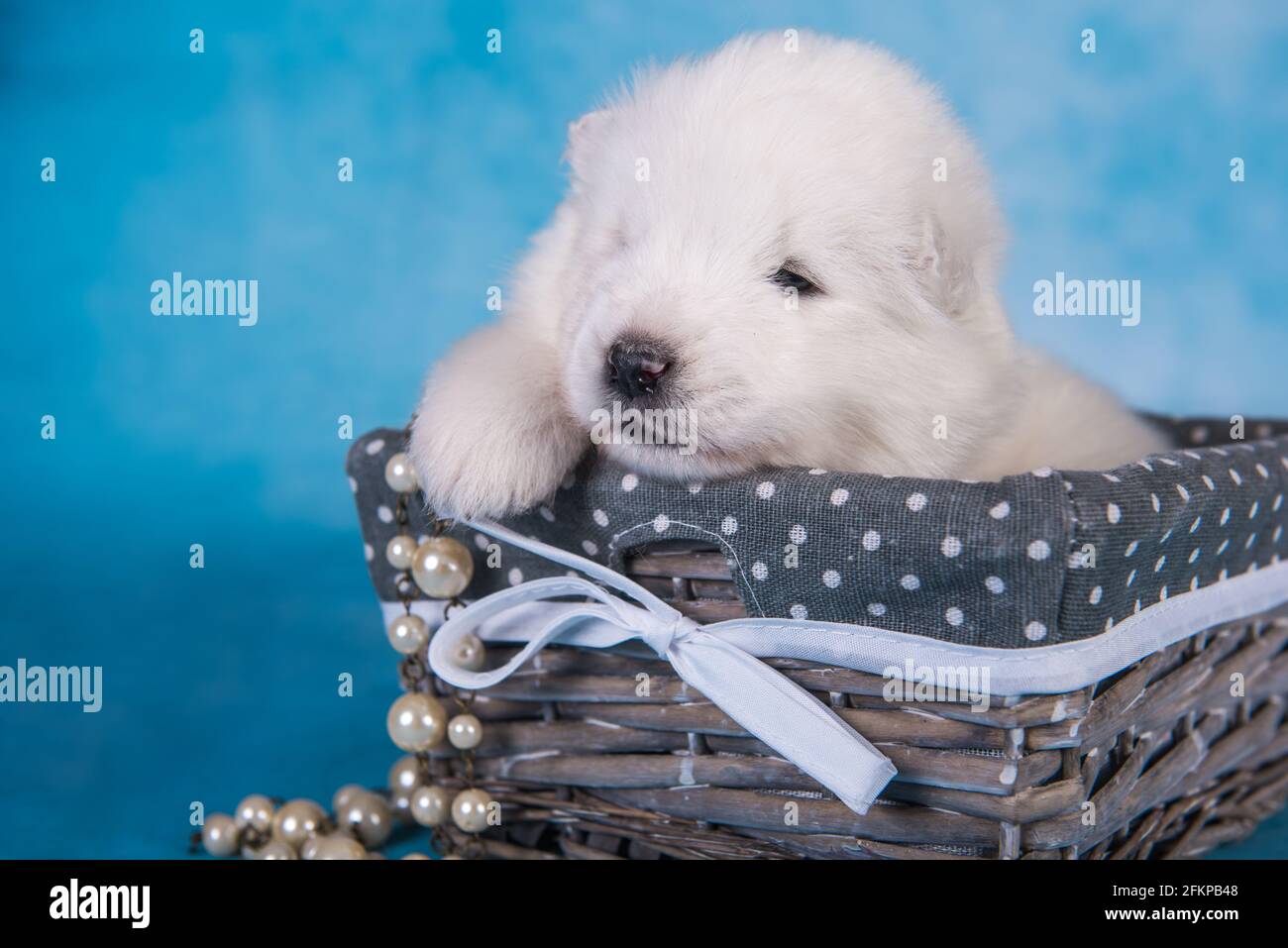 White fluffy small Samoyed puppy dog in a gift box Stock Photo - Alamy
