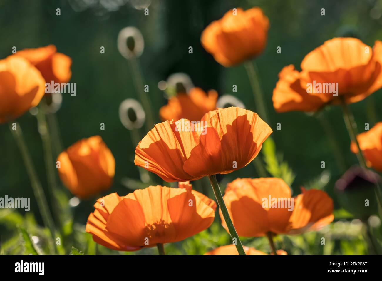 Beautiful poppy fields in hi-res stock photography and images - Alamy