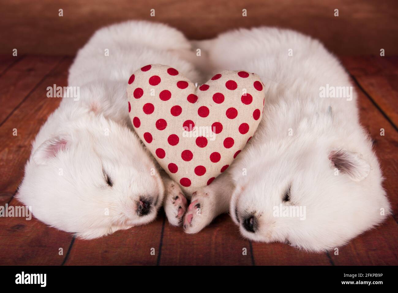 Two small one month old cute white Samoyed puppies dogs with red heart ...