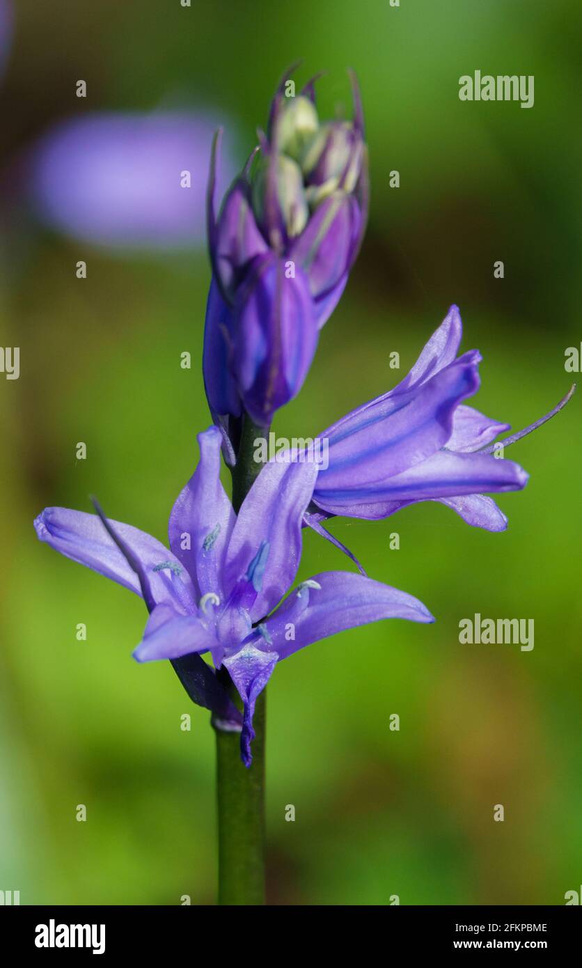 native english bluebells with blue purple petals in bloom Stock Photo ...