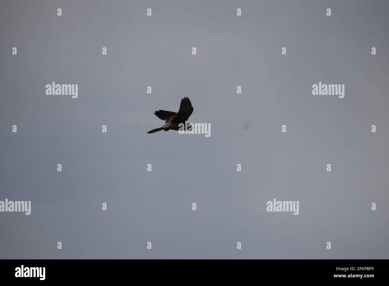 hunting falcon standing still in the air Stock Photo - Alamy
