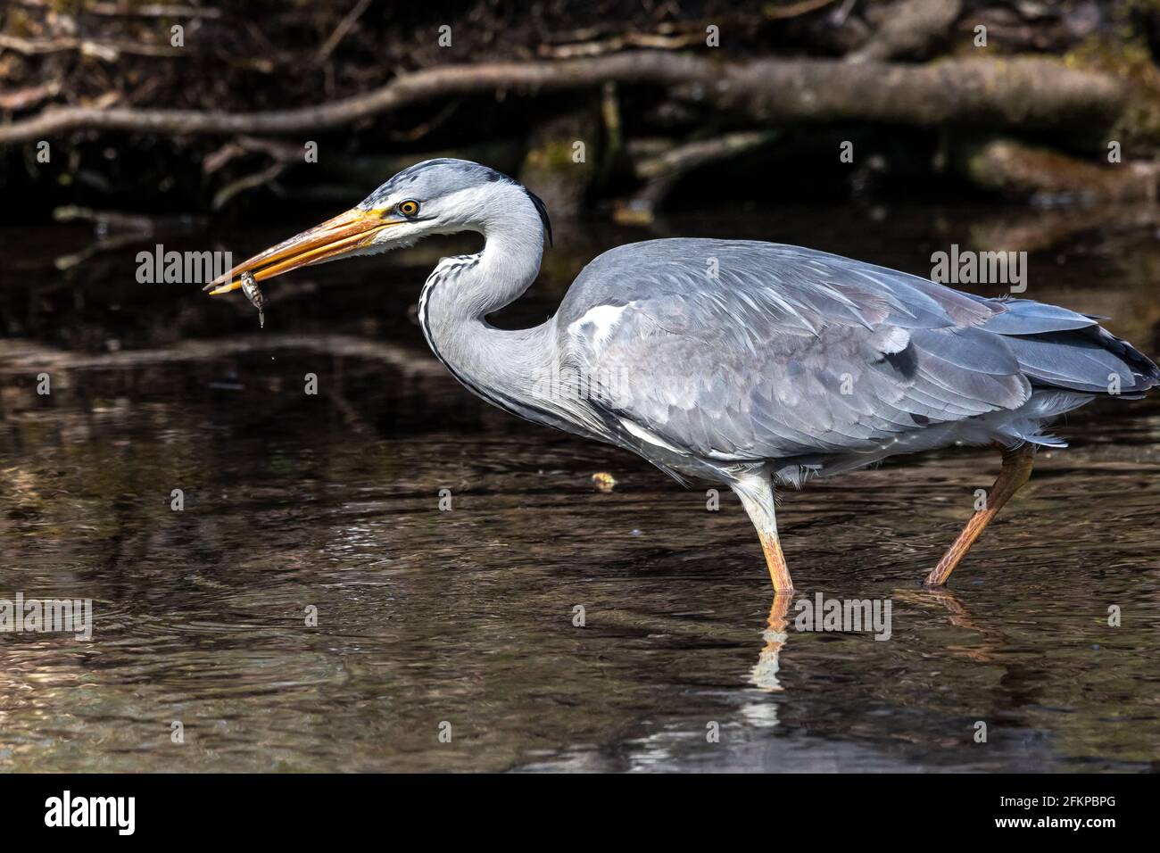 While fishing in the moving water this grey heron, Ardea cinerea ...