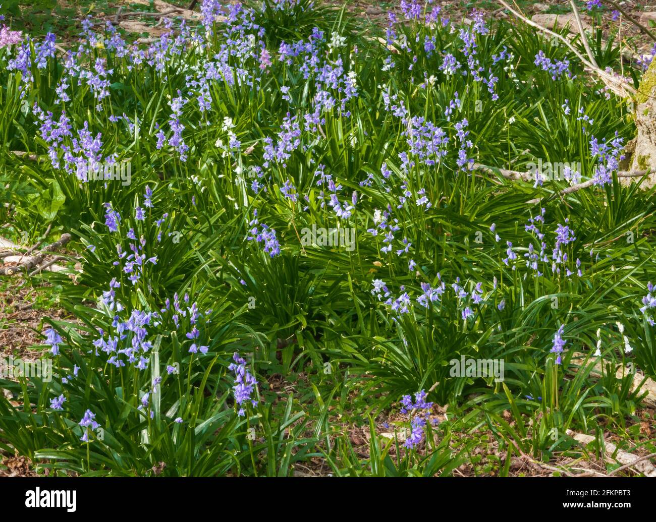 native english bluebells with blue purple petals in bloom Stock Photo ...