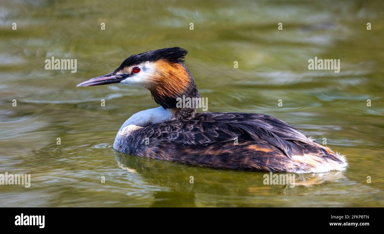 Great Crested Grebe, Podiceps cristatus with beautiful orange colors, a ...