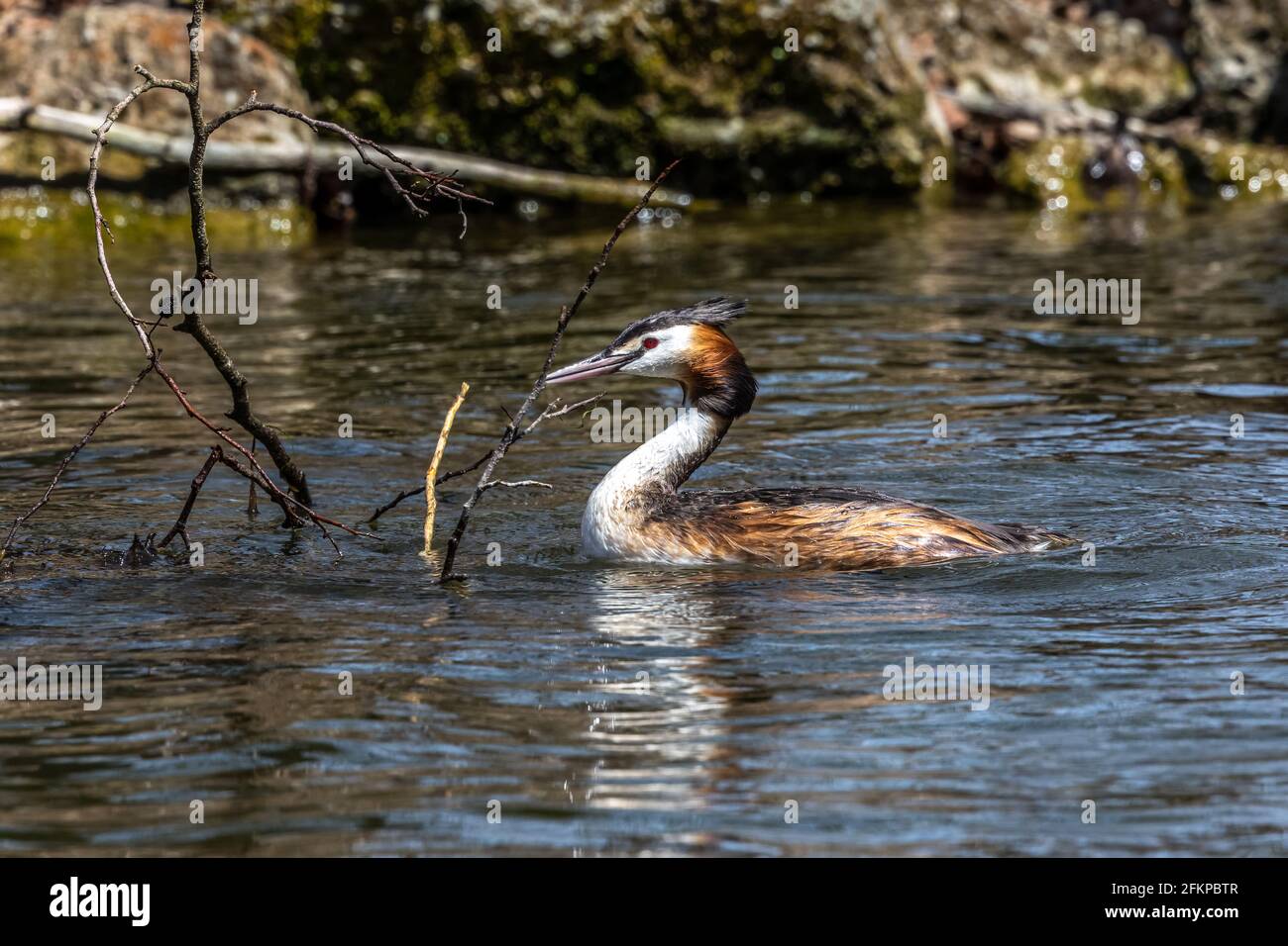 Great Crested Grebe, Podiceps cristatus with beautiful orange colors, a ...