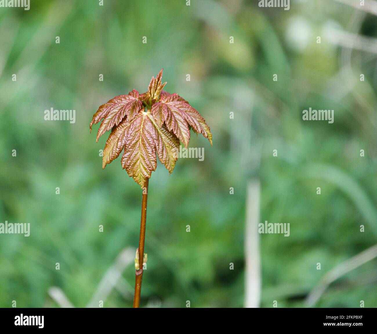 a young sycamore sapling making its way skyward Stock Photo - Alamy