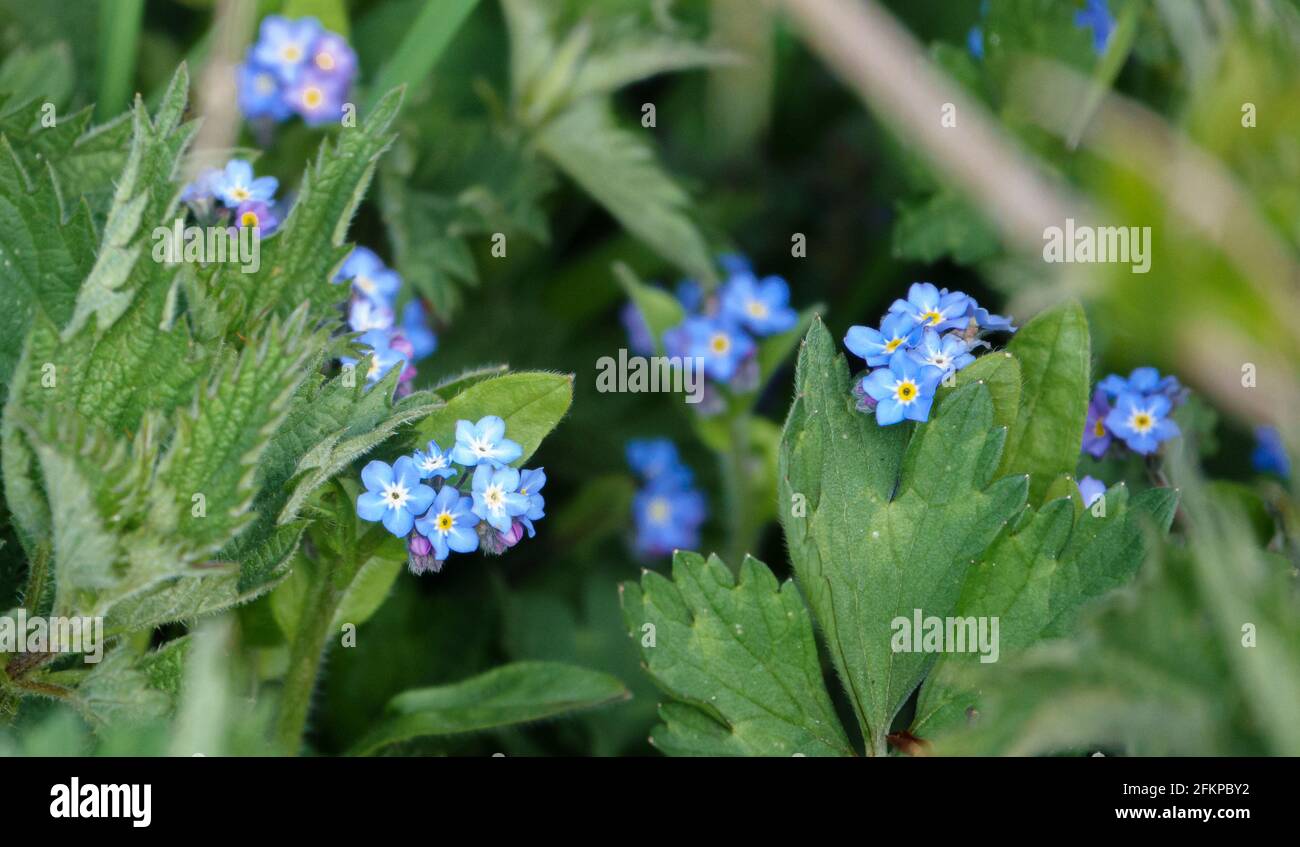 Wild Green Alkanet (Pentaglottis sempervirens) with beautiful blue bee ...
