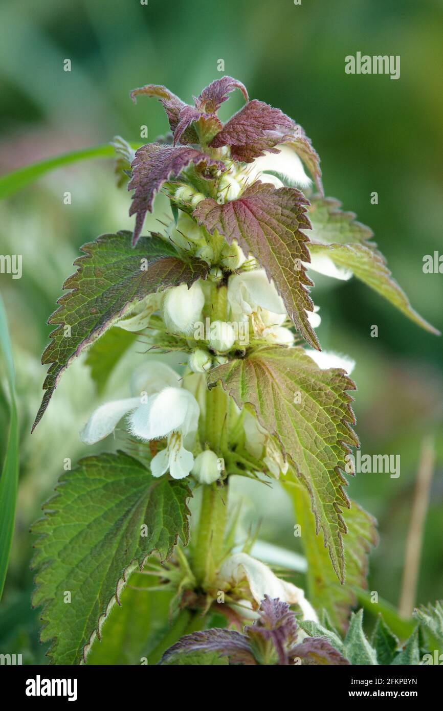early spring bloom buds on stinging nettles Stock Photo - Alamy