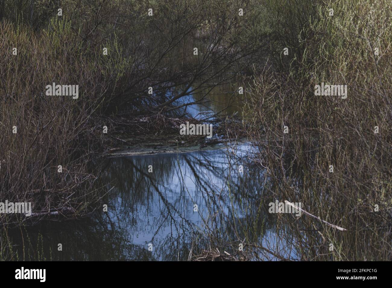 Clean reflection in the water of bushes in a small forest river ...