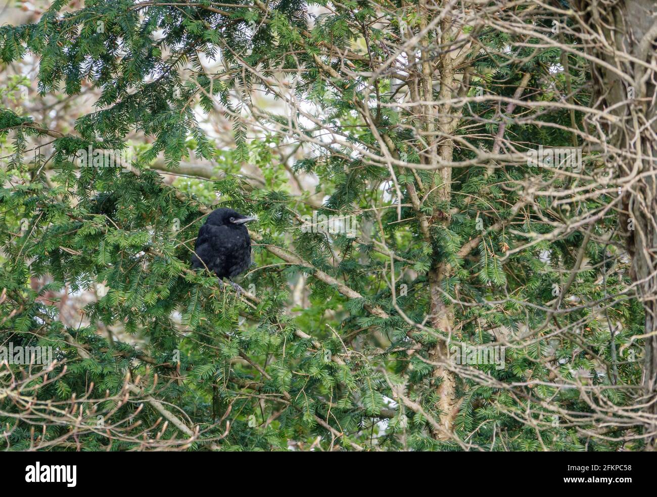a solitary rook sits in the branches of a large fir tree checking the ...