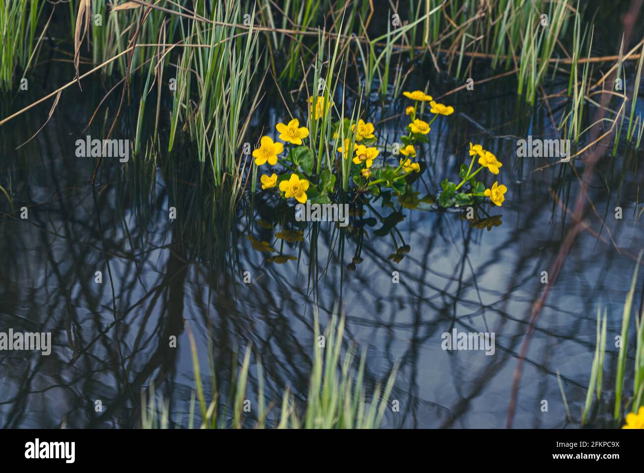 Marsh Marigold, Caltha Palustris blooming in wet woodland. Wild yellow ...