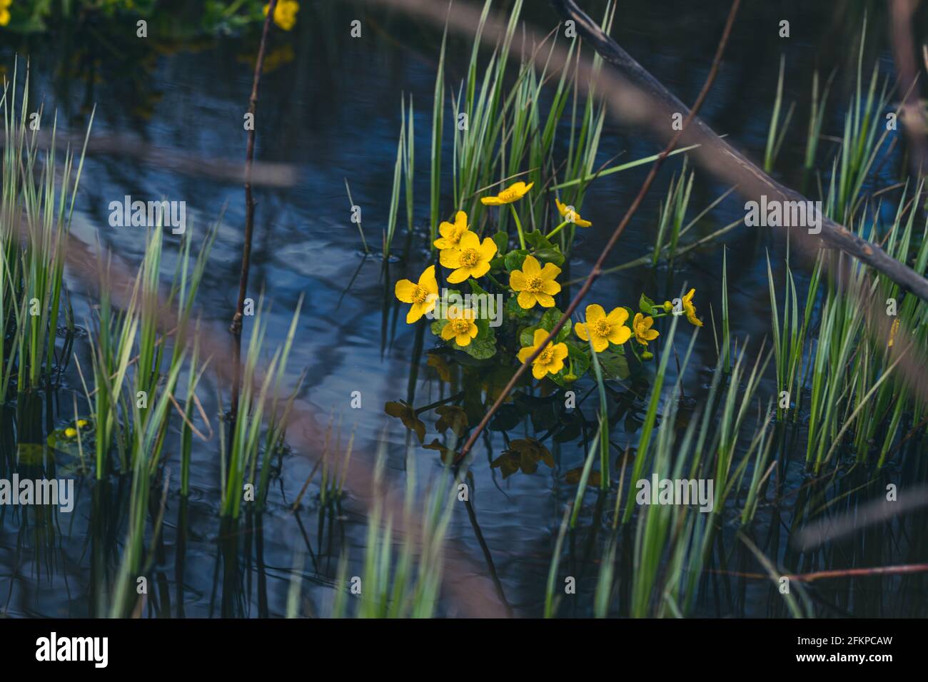 Marsh Marigold, Caltha Palustris blooming in wet woodland. Wild yellow ...