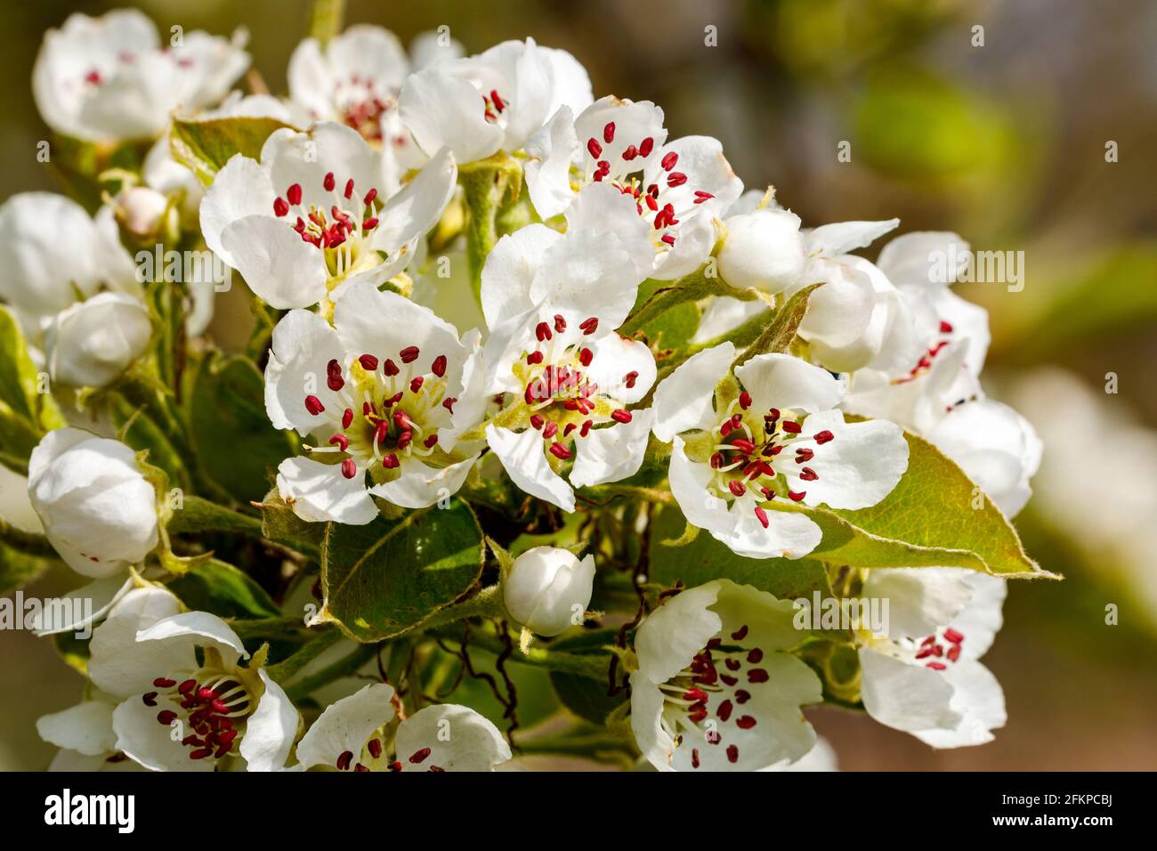 branch of cherry tree with cherry blossoms Stock Photo - Alamy