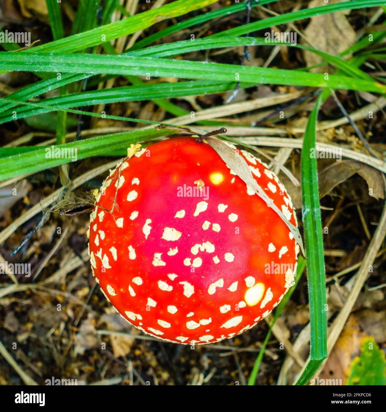 Red top cap hi-res stock photography and images - Alamy