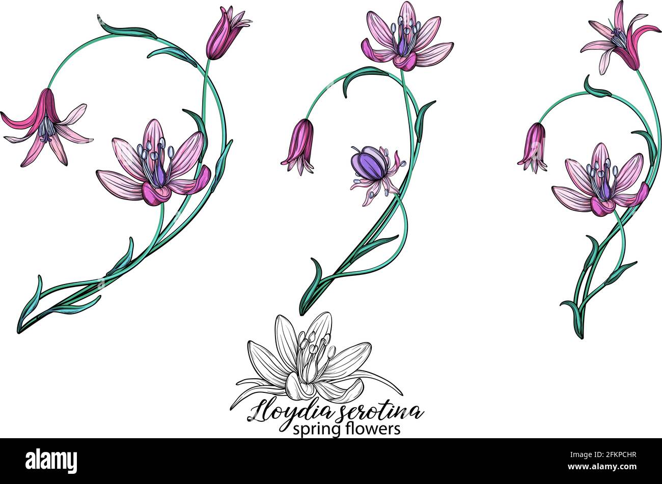 vector set of delicate spring flowers. Flowers. Spring flowers Stock ...