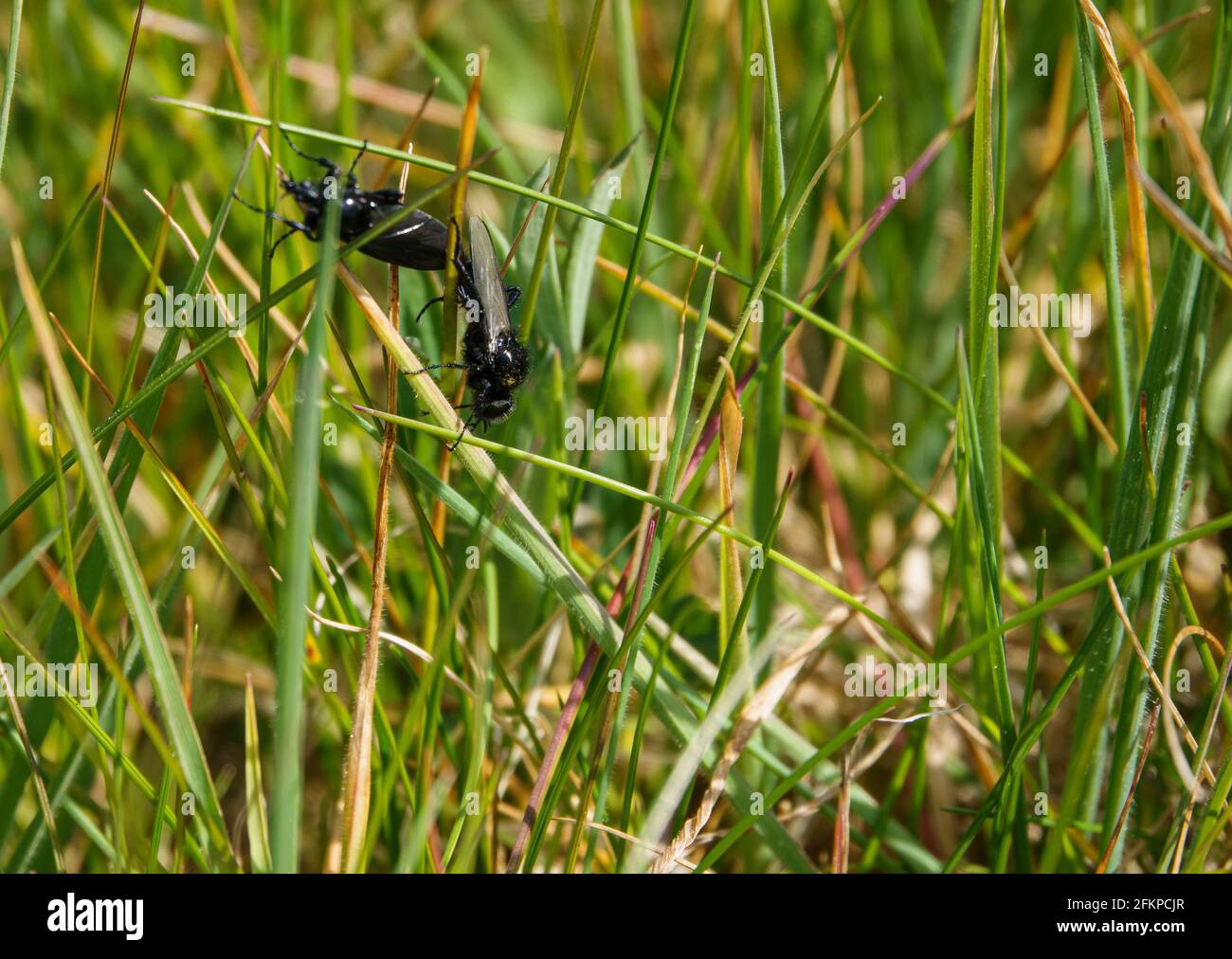 mating black flies in the long green meadow grass Stock Photo - Alamy