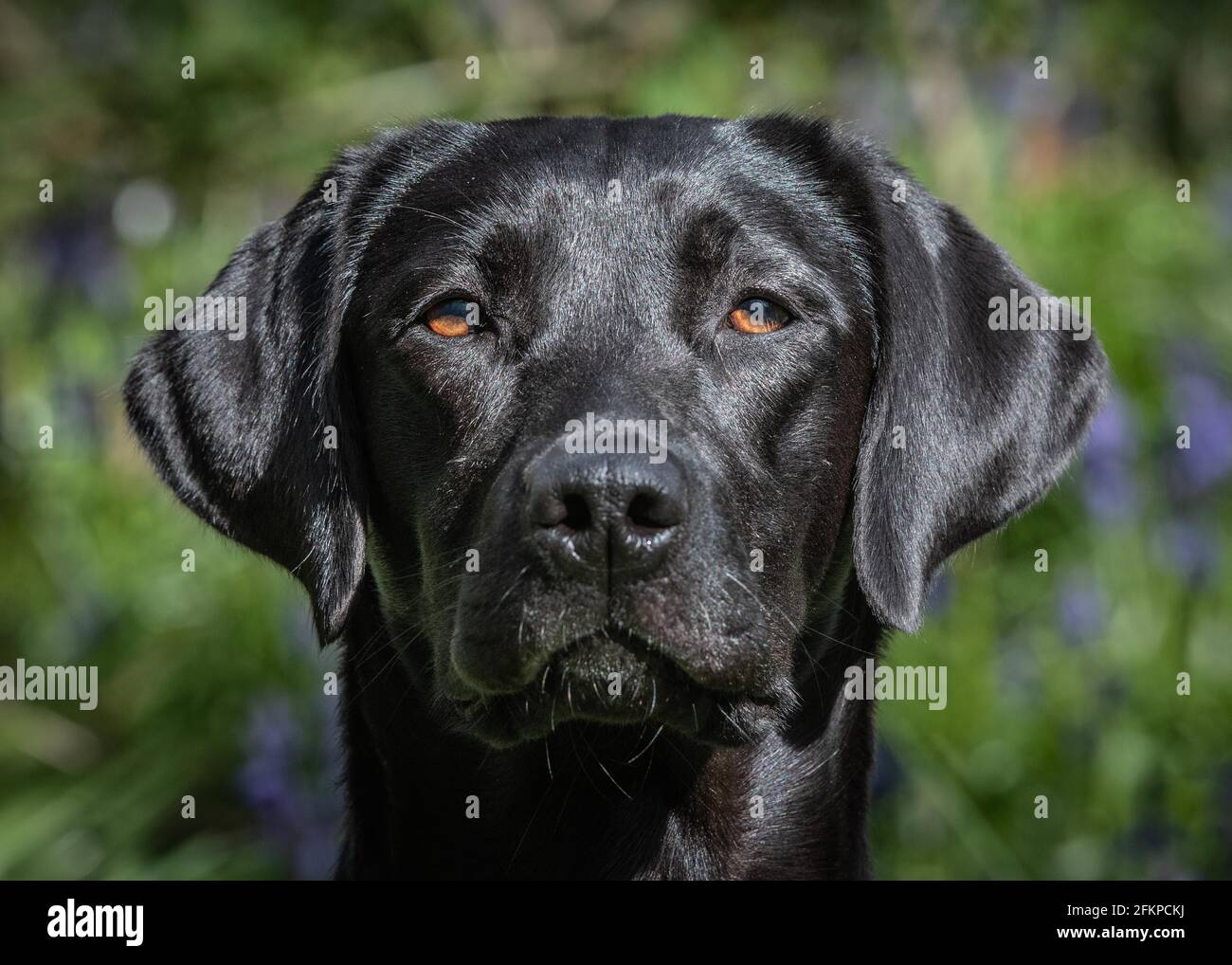 Happy black labradors hi-res stock photography and images - Alamy
