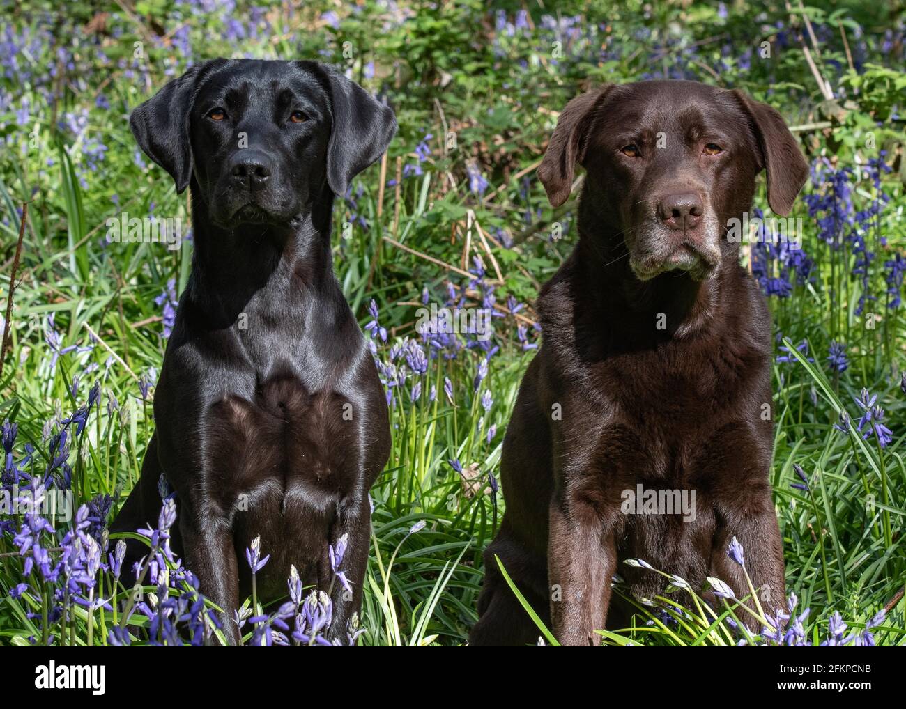 Labradors in Bluebells and Water Stock Photo - Alamy