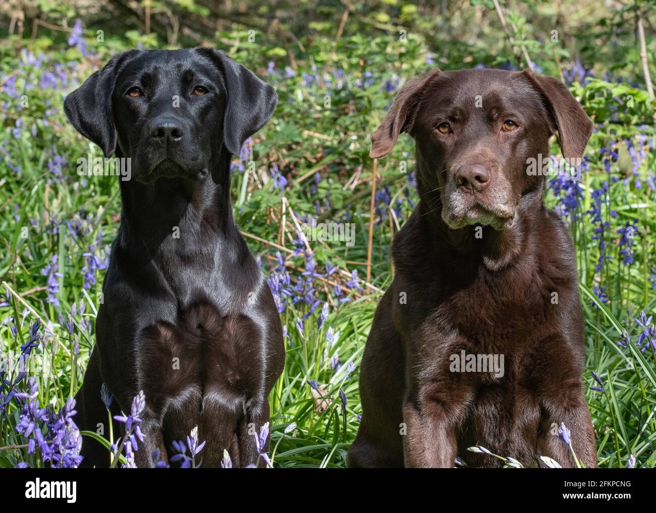Happy black labradors hi-res stock photography and images - Alamy