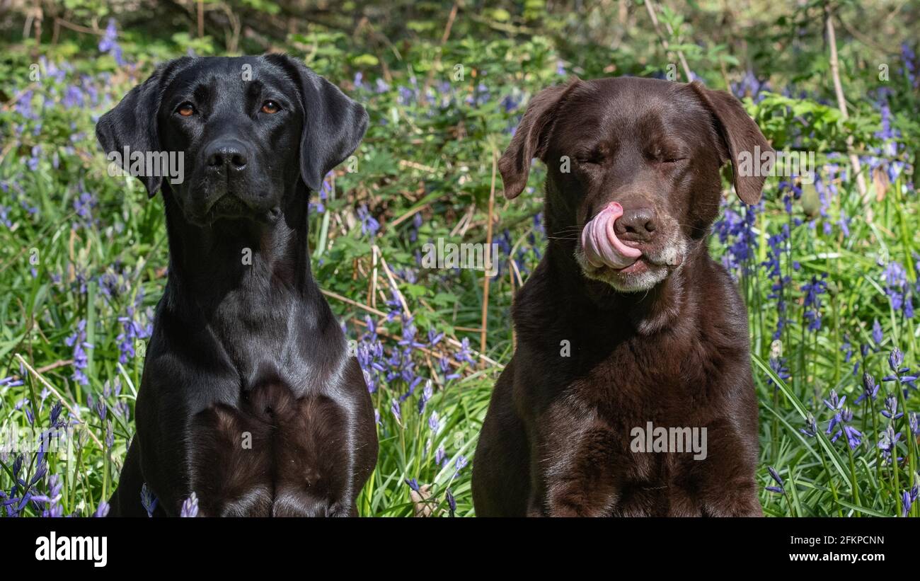 Two chocolate labradors hi-res stock photography and images - Alamy