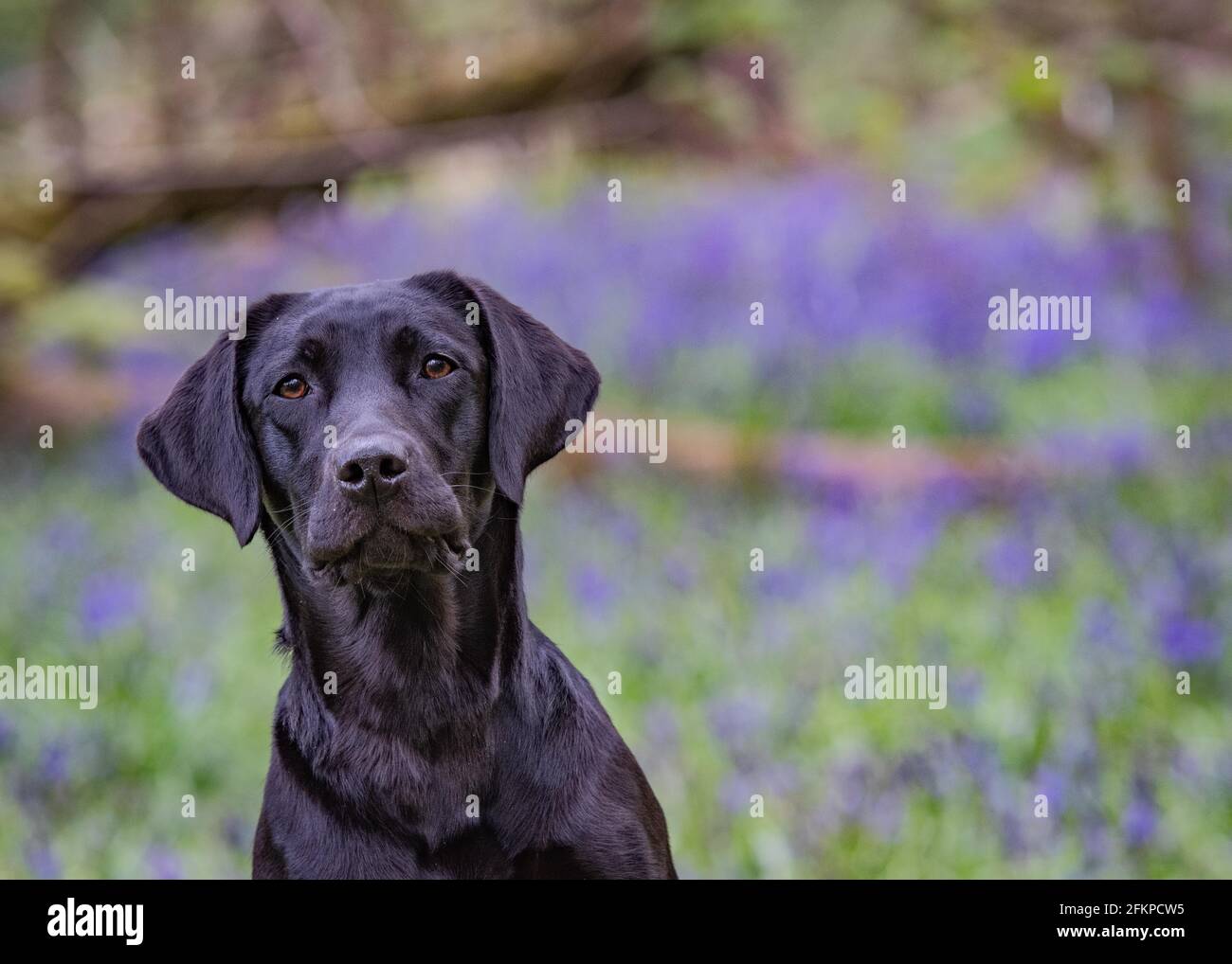 Two chocolate labradors hi-res stock photography and images - Alamy