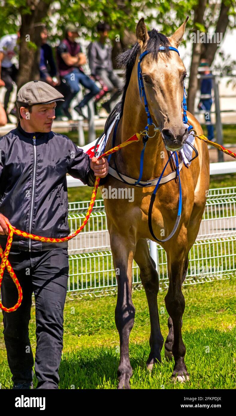 Before horse race.Akhal-teke stallion and trainer Stock Photo - Alamy