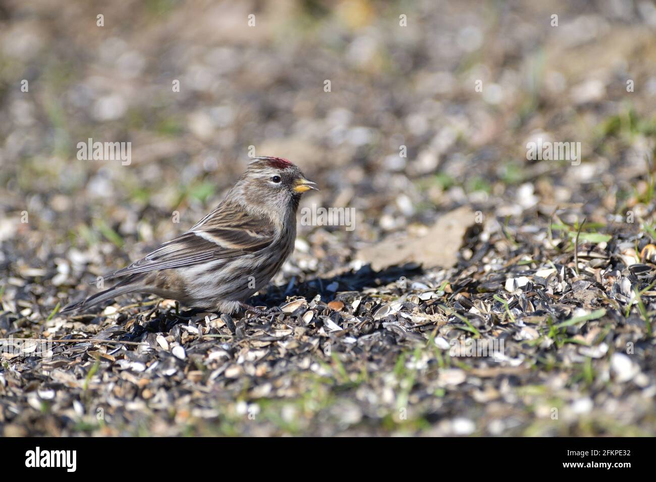 Bird Common linnet sitting on the ground and eating seeds from the ...