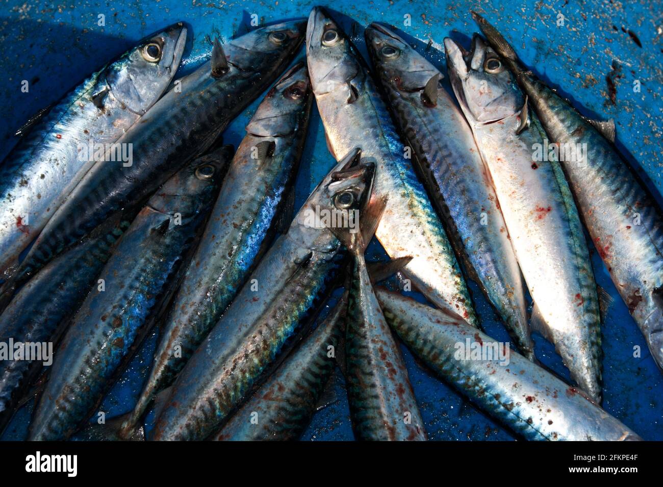 Mackerel scales hi-res stock photography and images - Alamy